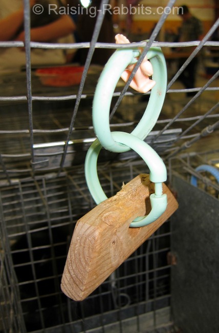 Sexing Rabbits. How to tell male rabbits from female rabbits