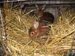Sexing Rabbits. How to tell male rabbits from female rabbits