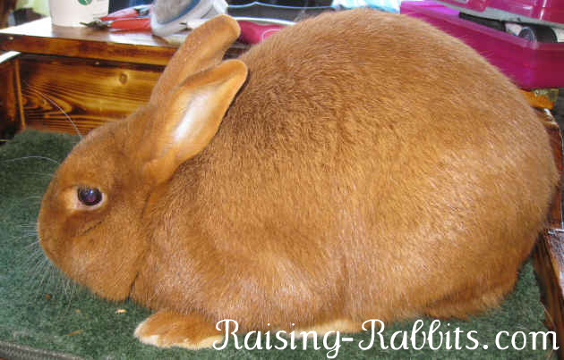 All rabbit breeds recognized in USA by ARBA