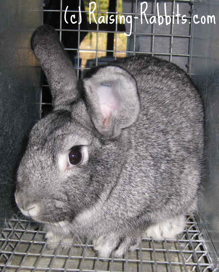 Rabbit Coat Color Genetics. Five main genes behind rabbit colors