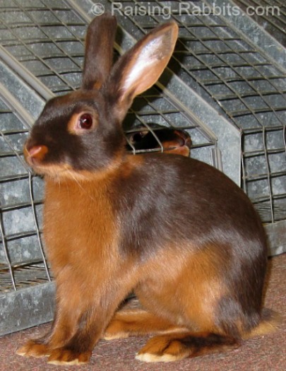 Rabbit Coat Color Genetics. Five main genes behind rabbit colors