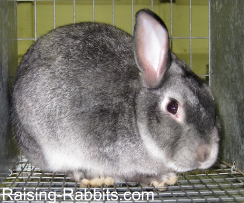 Satin Rabbit and Mini Satins. Info and descriptions