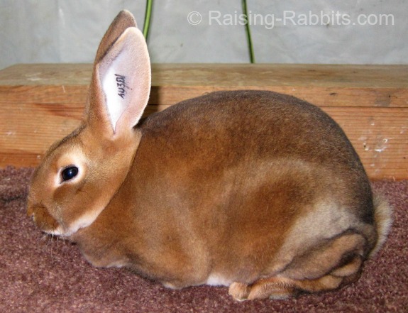 Aurora Rex Rabbits for sale. Livestock rabbits for show, fur, meat