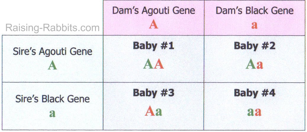 Rabbit Genetics: Easy to understand basics of genetic inheritance