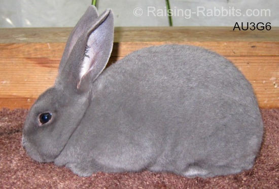 Rex Rabbit: All about the king of fur rabbits