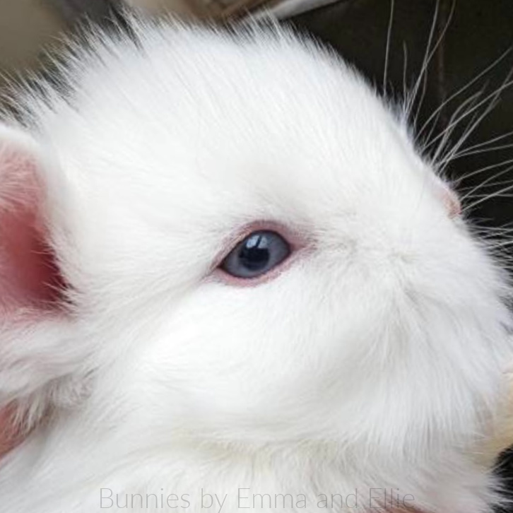 Featured Rabbit Breeder Index