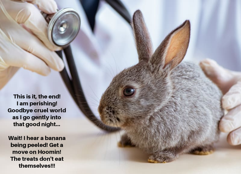 Raising Rabbits. Complete rabbit raising info and breeder support