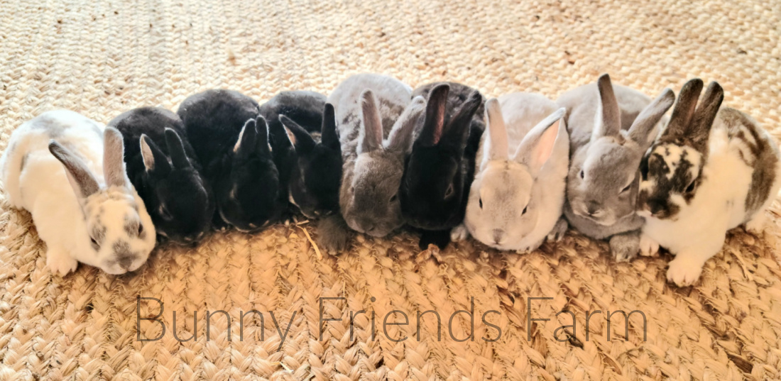 Mixed Mini Rex Minilop