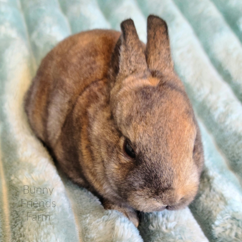 Rabbits for Sale in GA Georgia. Georgia Rabbit Breeders